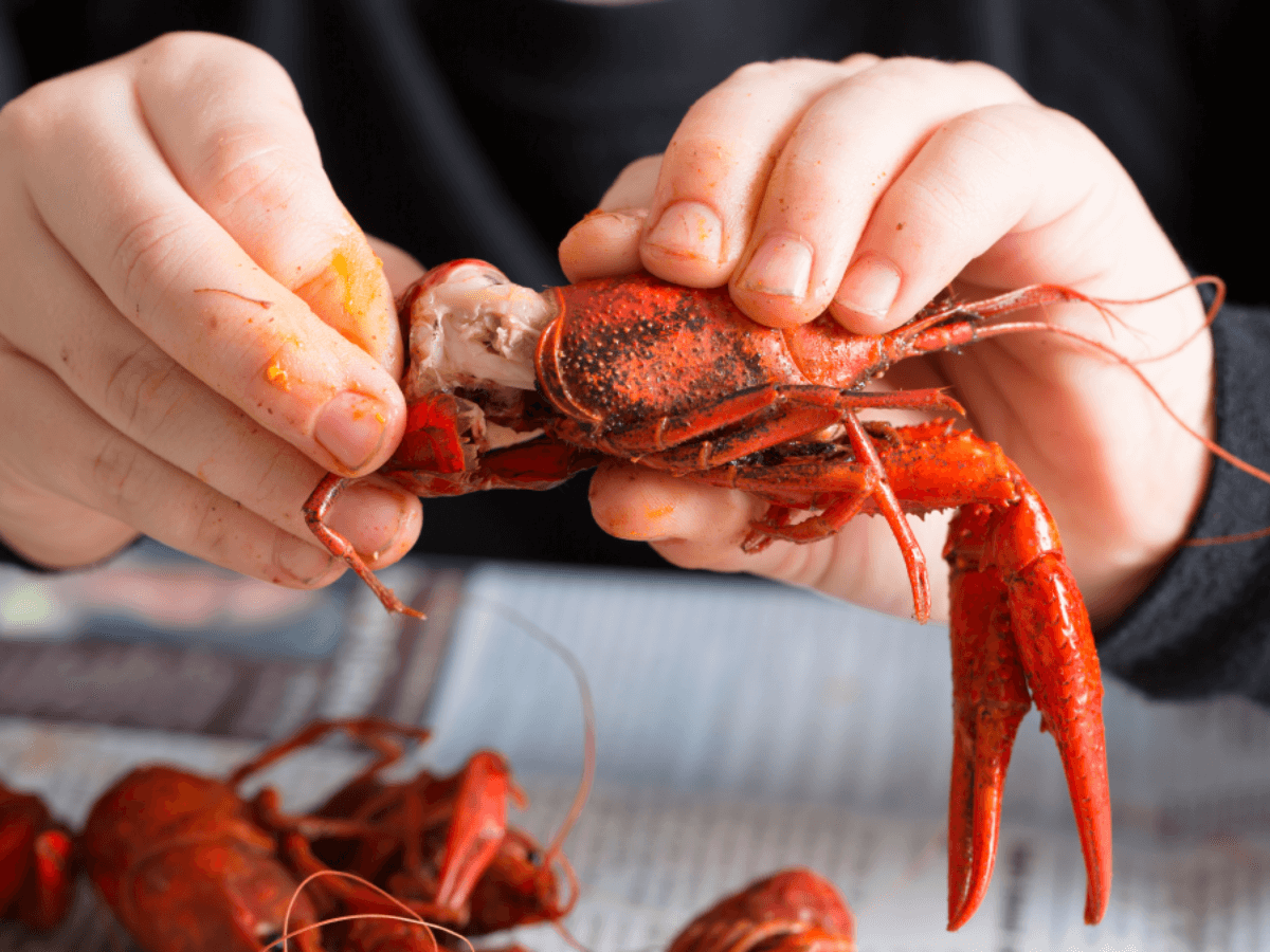 How to eat Crawfish (+VIDEO) - Step by Step - citiMuzik