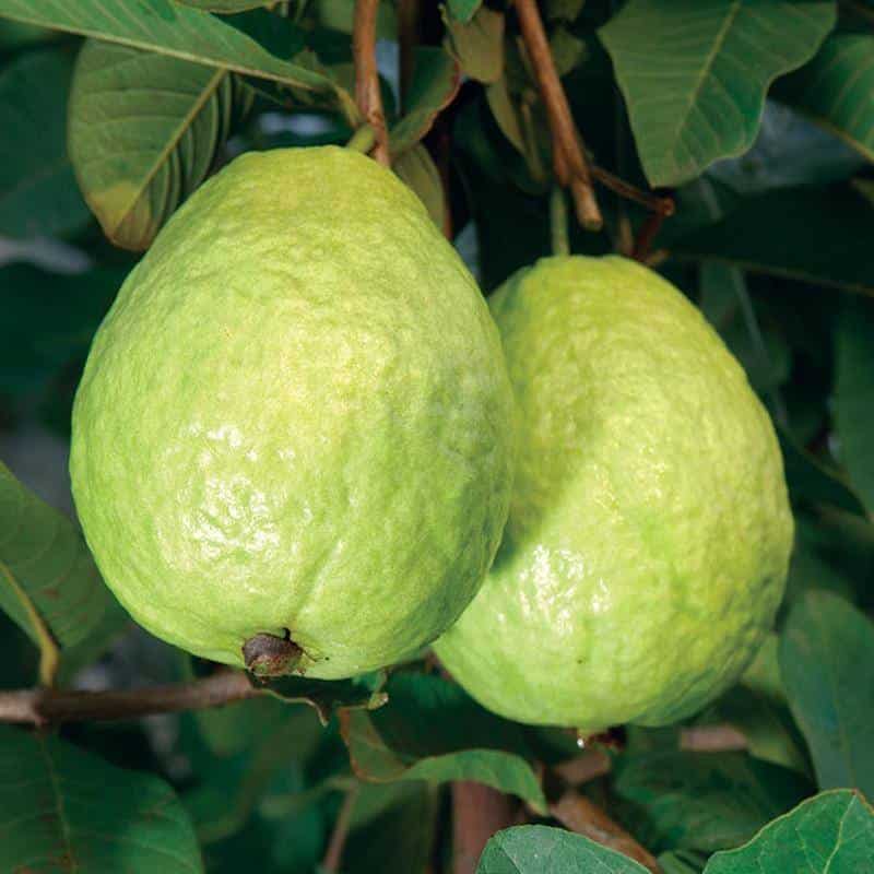 How To Eat Guava And Its Benefits - citiMuzik