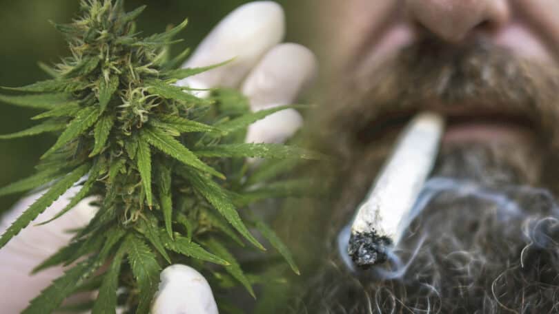 Types of Weed (Cannabis) and Strains - citiMuzik