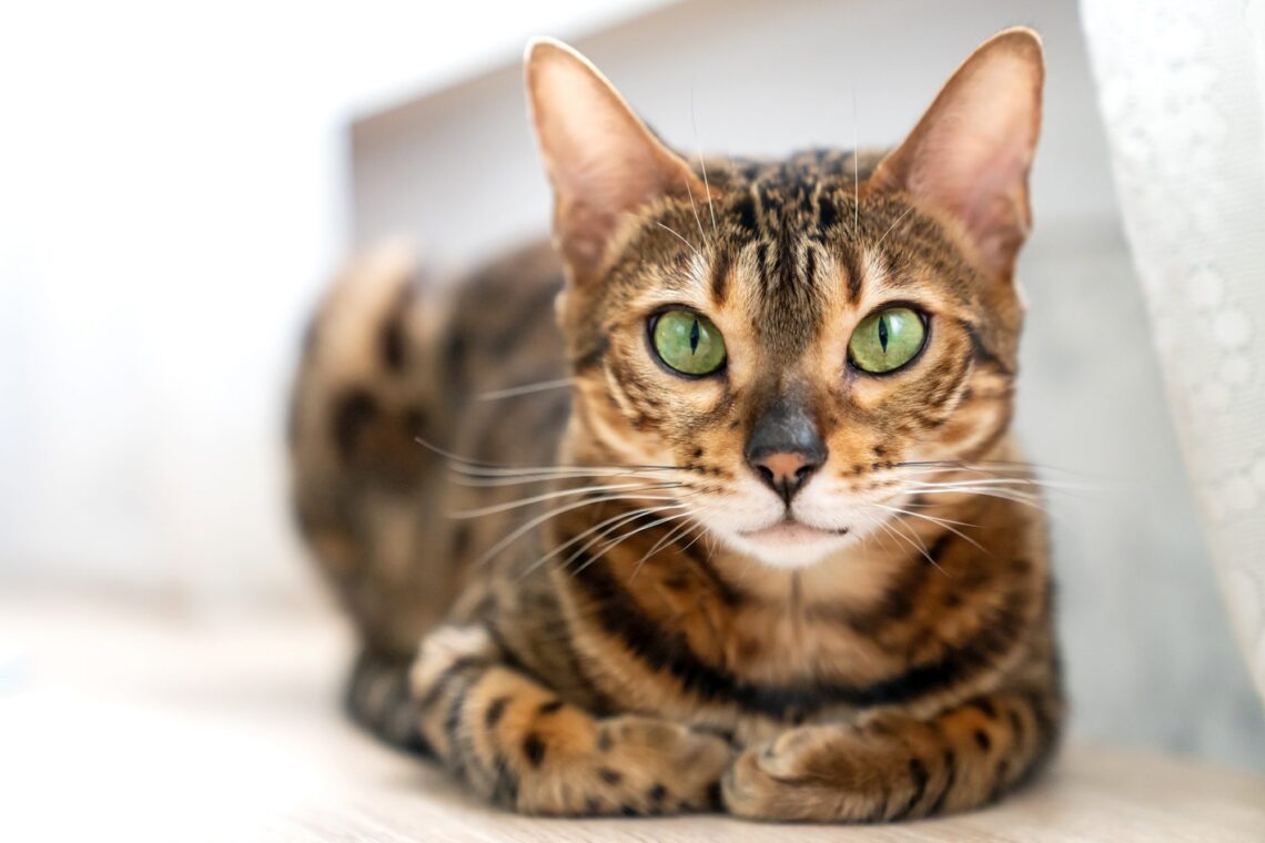 Bengal Cat Characteristics Citimuzik