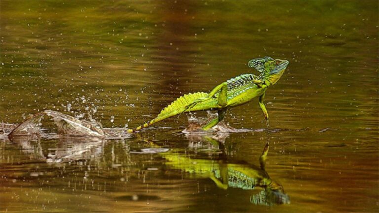 Maajabu Tisa ya Msitu wa Amazon - citiMuzik